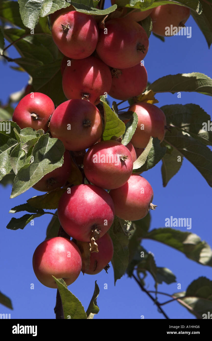 Red apples hanging on tree branch Stock Photo - Alamy