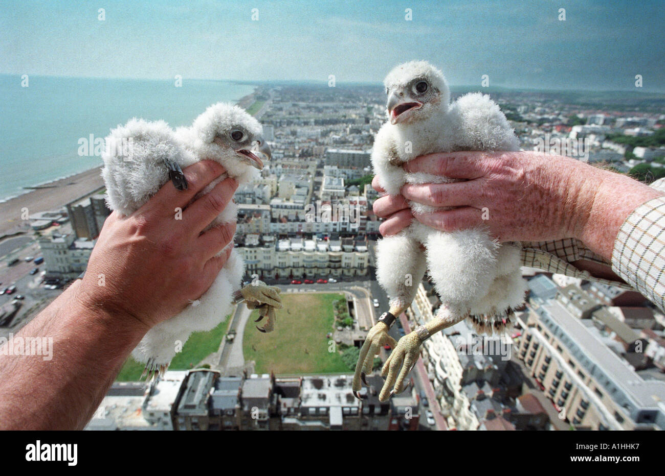 Peregrine falcon chicks Falco peregrinus being held above a Stock Photo ...