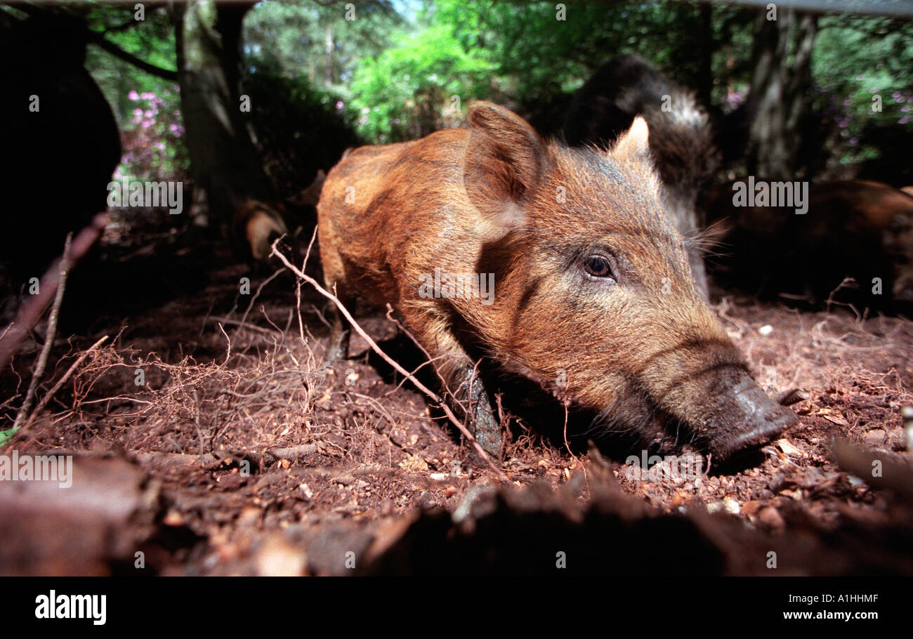 Young Wild Boar grubbing for food in woodland in Hampshire, England ...