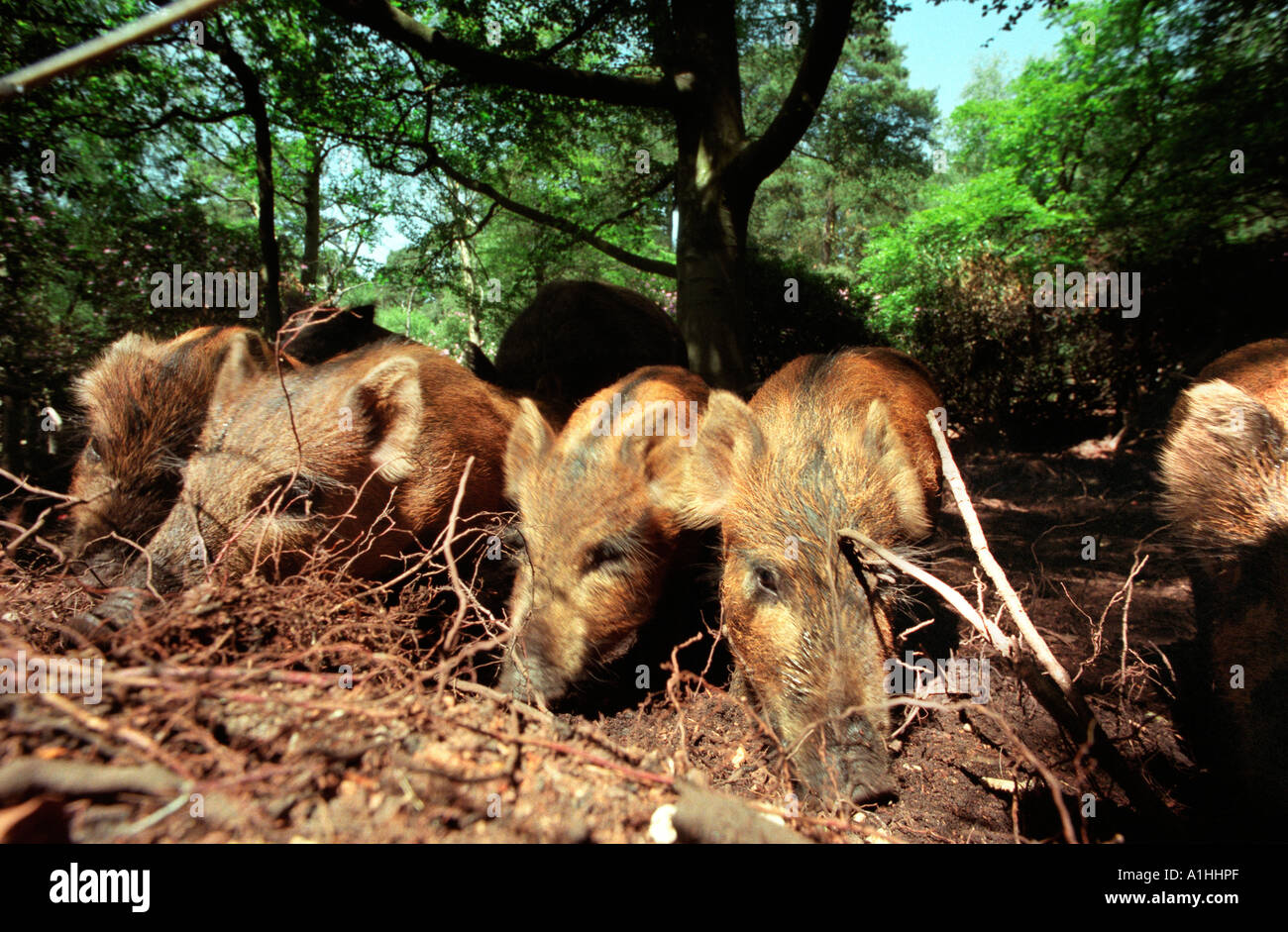 Baby wild boar uk hi-res stock photography and images - Alamy