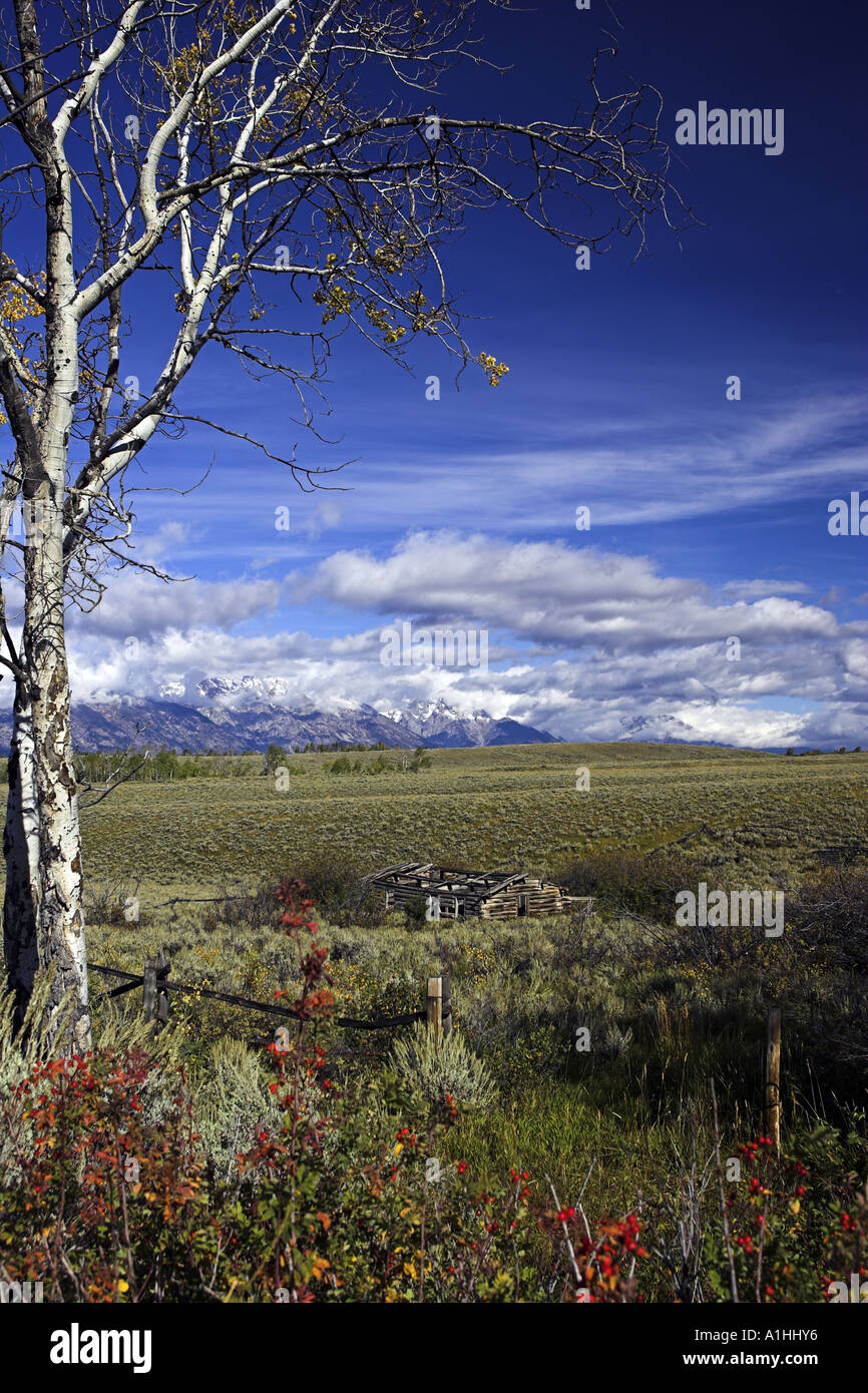 Birch trees with Teton mountains with clouds and snow on the top and ...