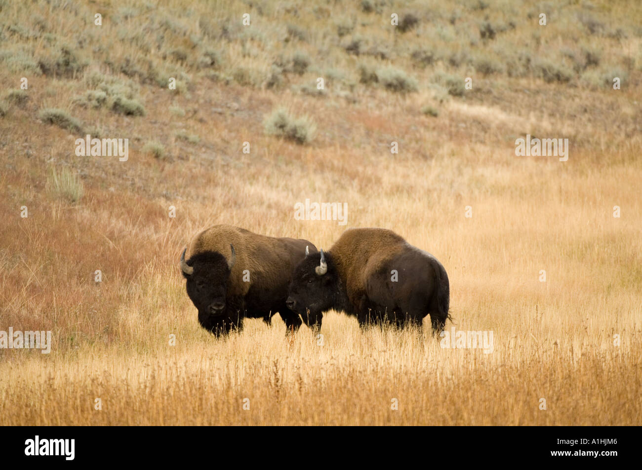 North American Bison (Bison bison) two males facing each other ...