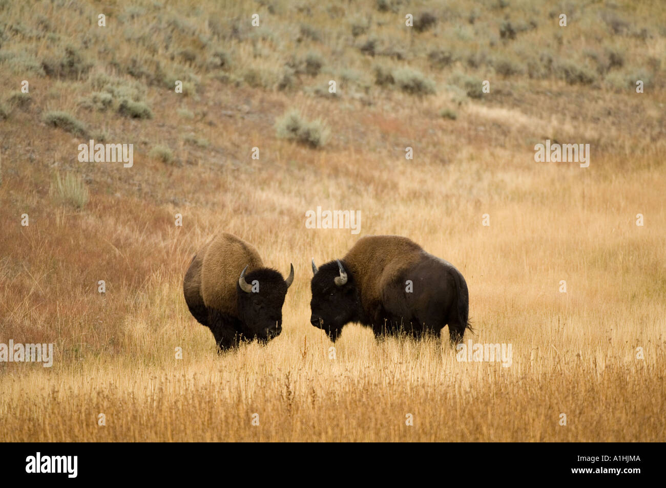 North American Bison (Bison bison) two males facing each other ...