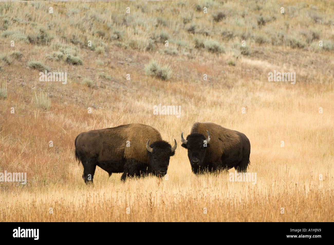 North American Bison (Bison bison) two males facing each other ...