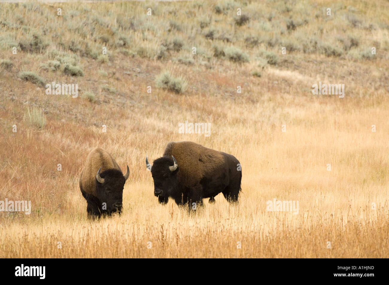North American Bison (Bison bison) two males facing each other ...