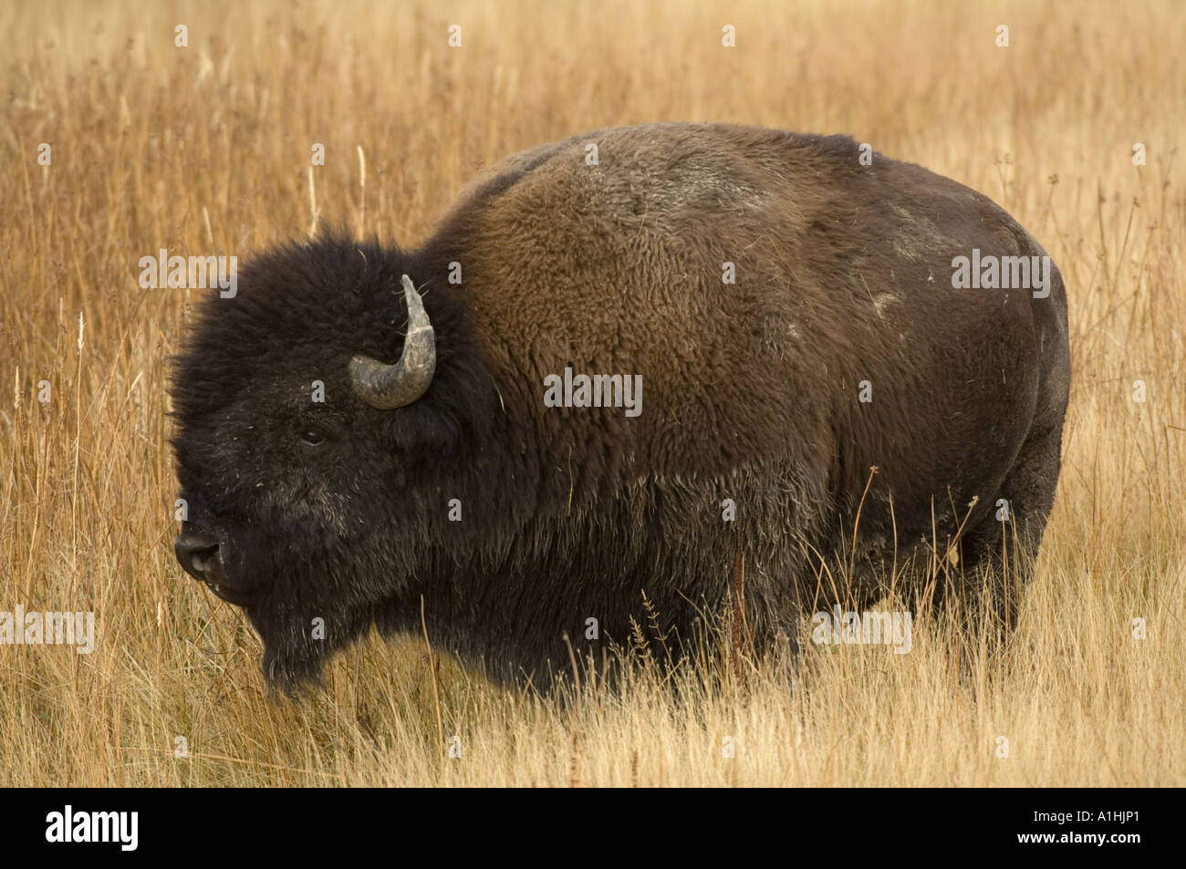 North American Bison (Bison bison) standing in a grass, Yellowstone ...