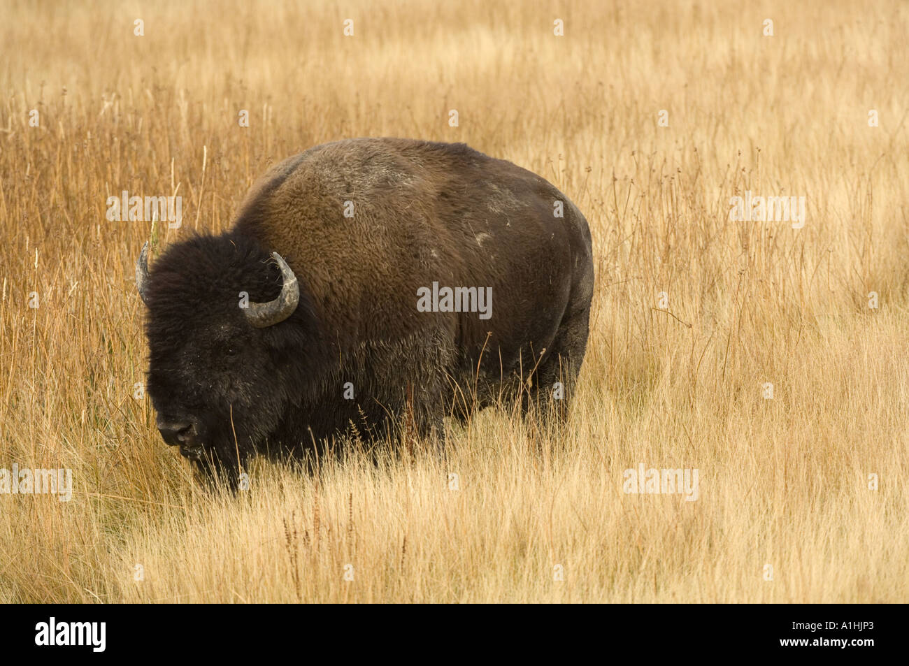 North American Bison (Bison bison) standing in a grass, Yellowstone ...