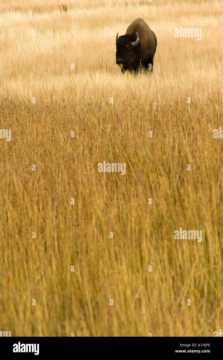 North American Bison (Bison bison) standing in a grass, Yellowstone ...