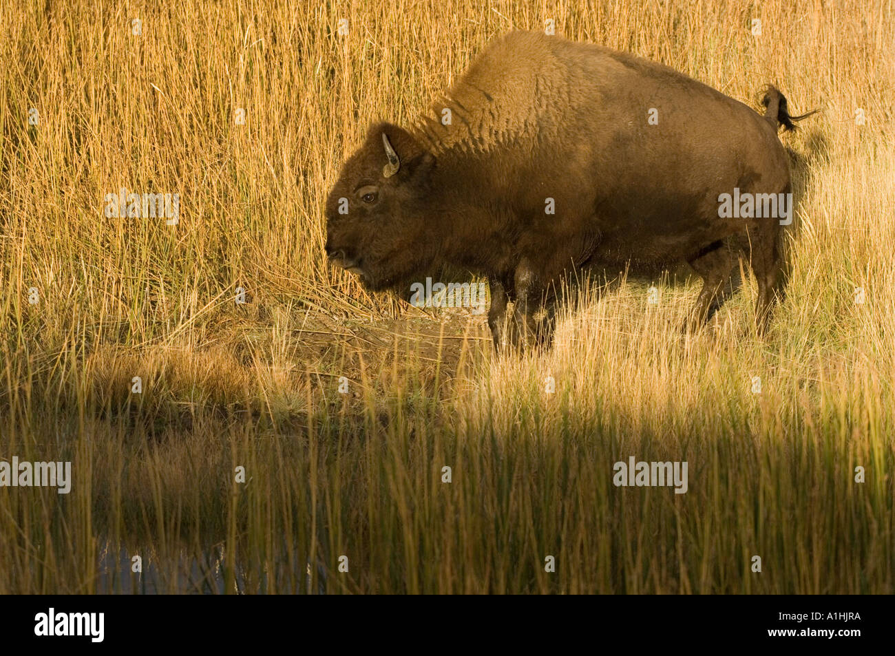 North American Bison (Bison bison) standing in grass, late afternoon ...