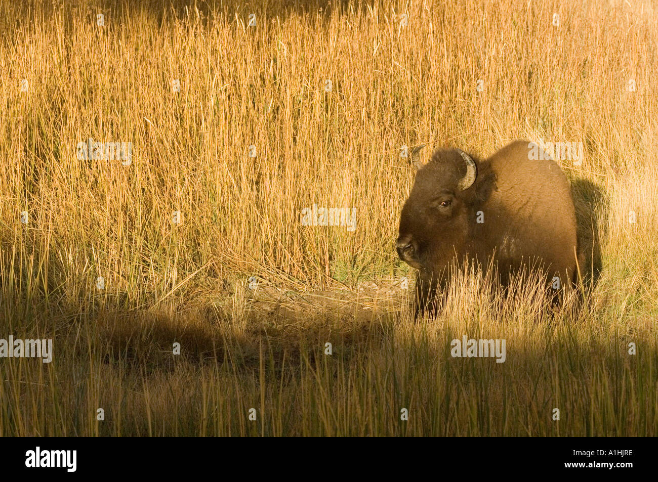 North American Bison (Bison bison) resting in Grass, late afternoon ...