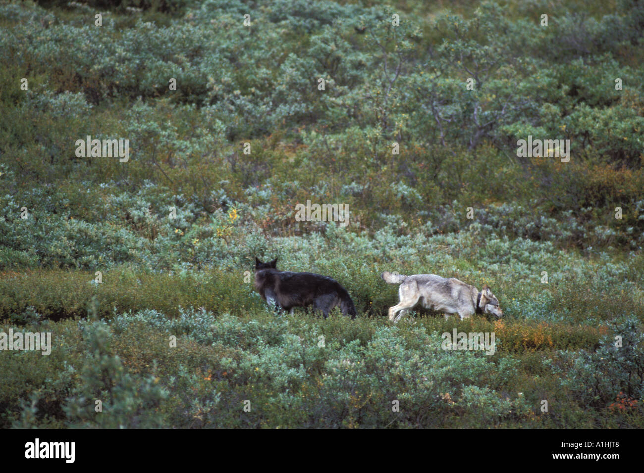 gray wolf Canis lupus a pair in the foothills of the Alaska Range ...