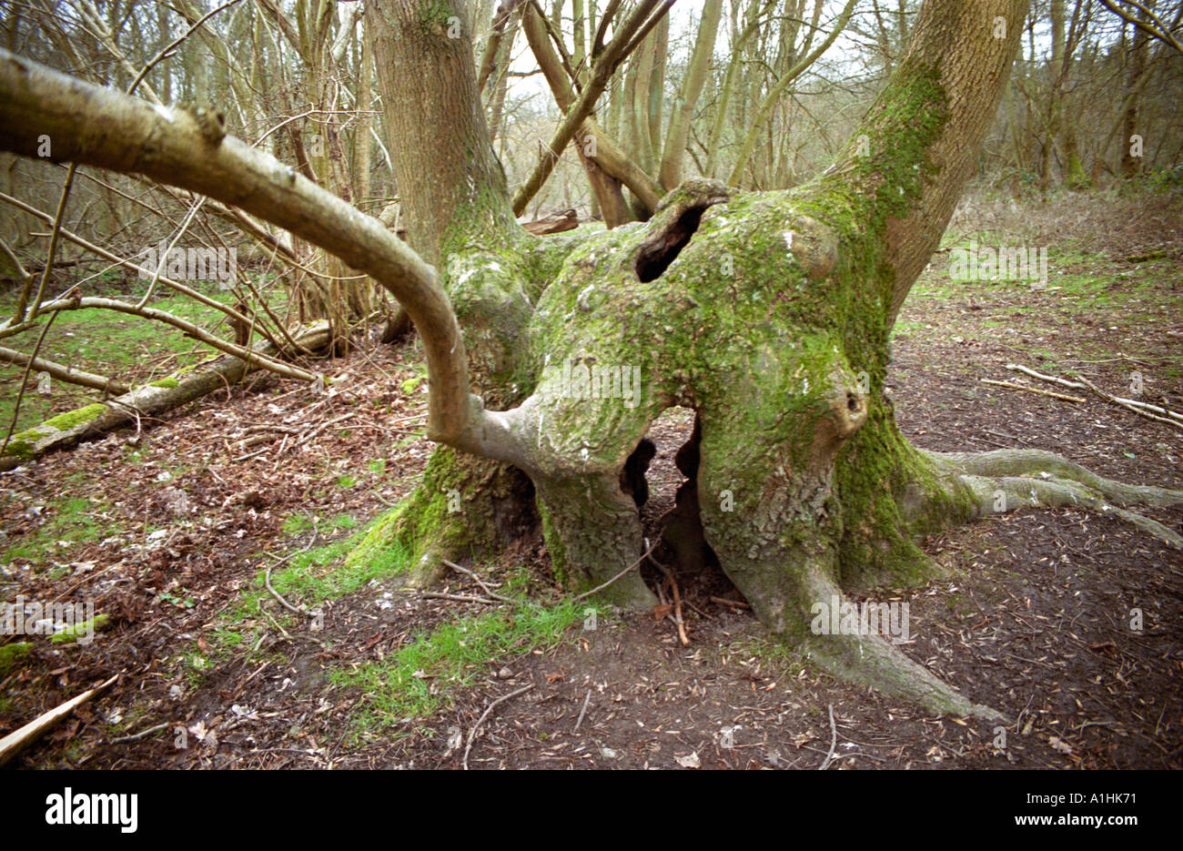 old coppiced tree Stock Photo - Alamy