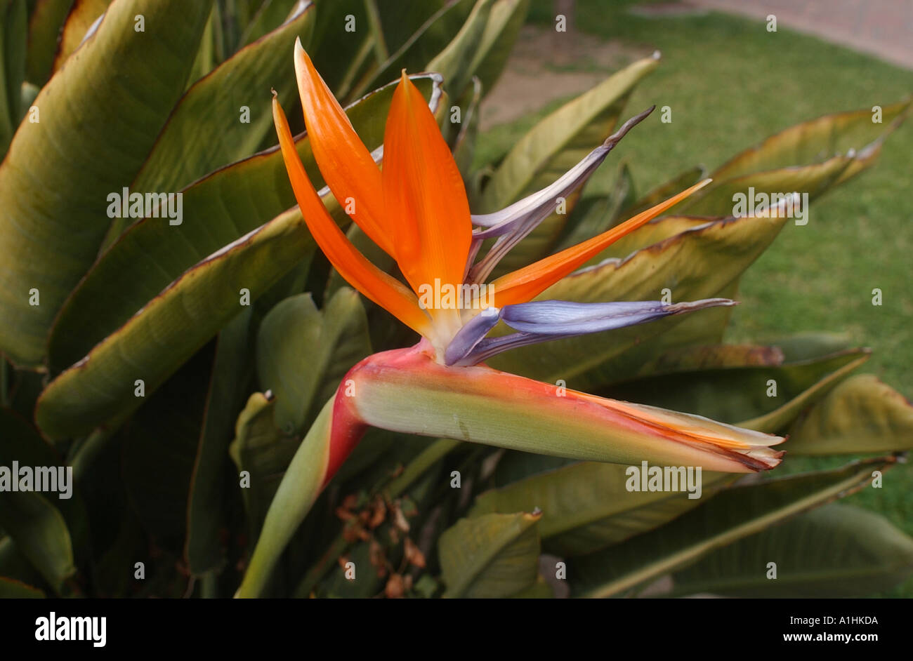 Bird of Paradise Crane Flower Stock Photo - Alamy