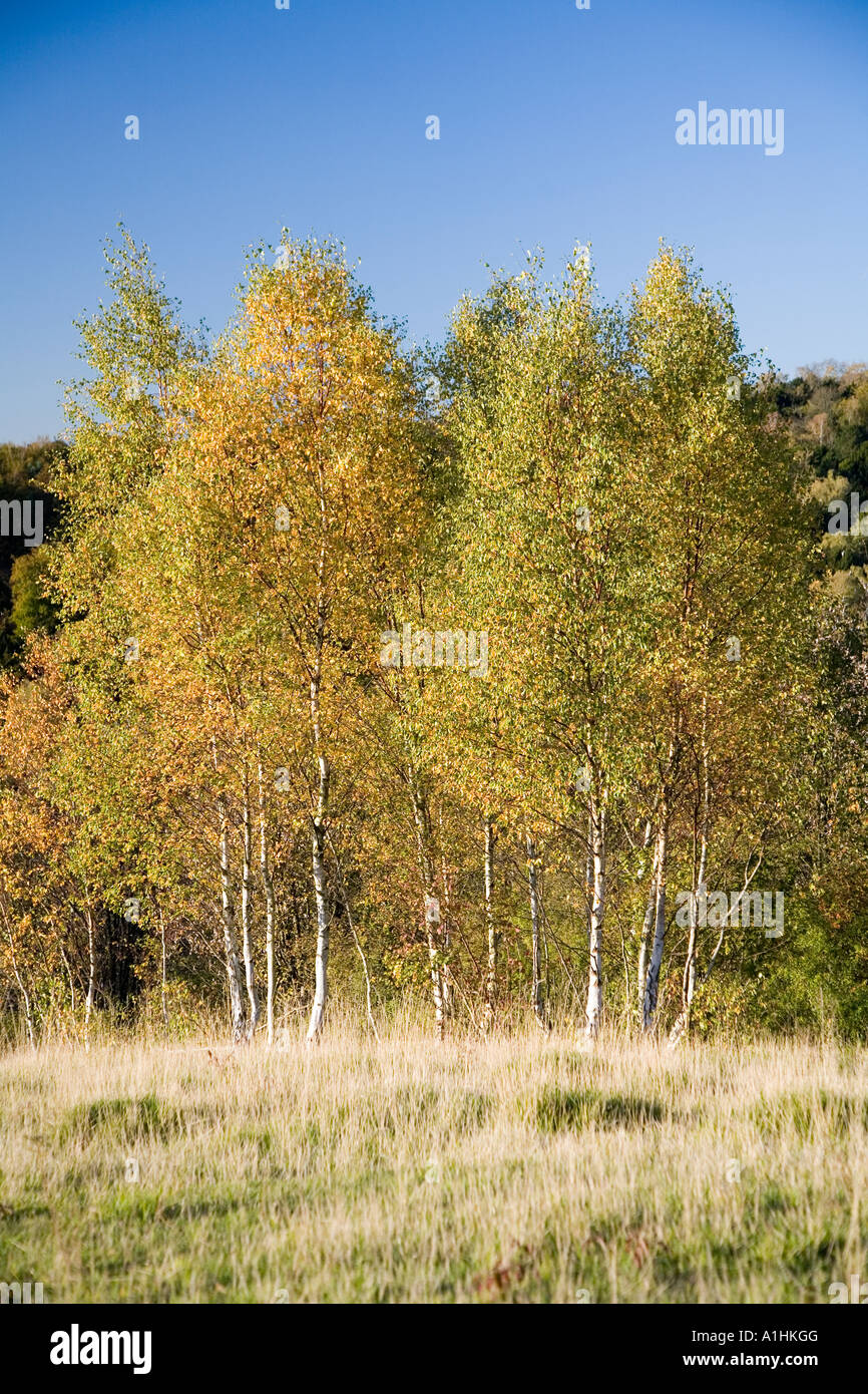 Silver birch trees leaves autumn hi-res stock photography and images ...