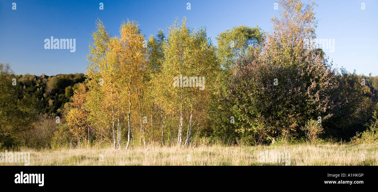Silver birch uk hi-res stock photography and images - Alamy
