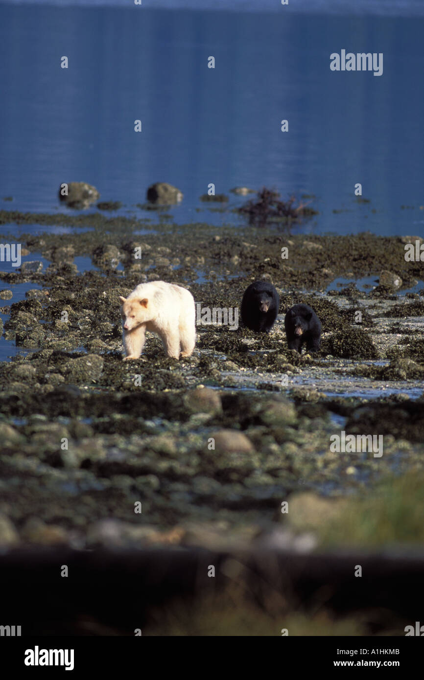 spirit bear kermode black bear Ursus americanus sow with cubs looking ...