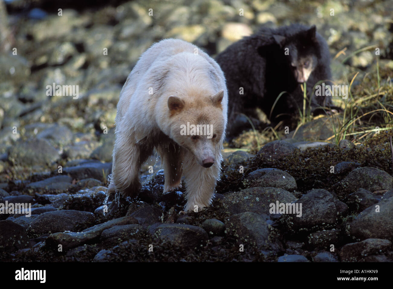 spirit bear kermode black bear Ursus americanus sow with cubs fishing ...
