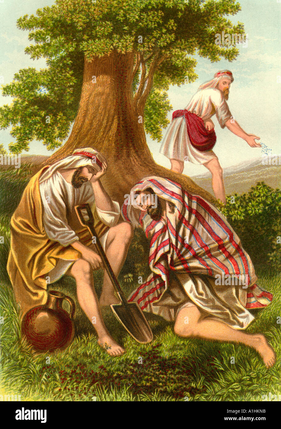 Wheat and tares hi-res stock photography and images - Alamy