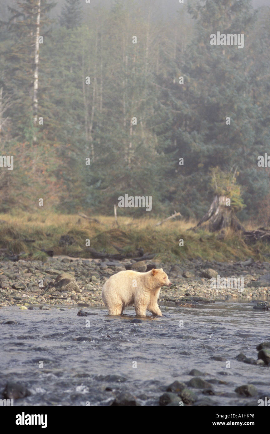 spirit bear kermode black bear Ursus americanus sow fishing for salmon ...