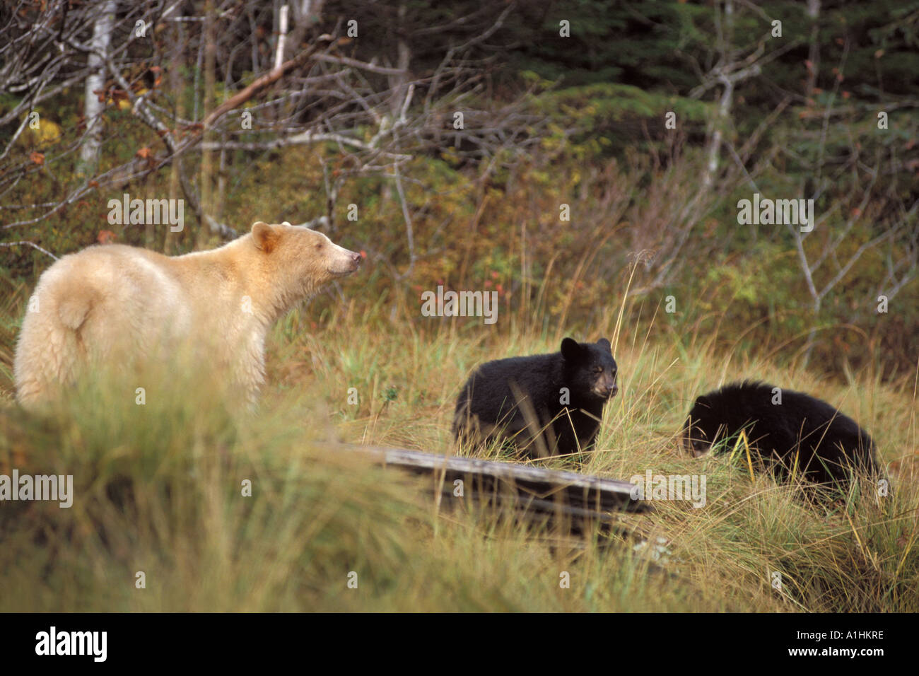 spirit bear kermode black bear Ursus americanus sow with cubs in the ...