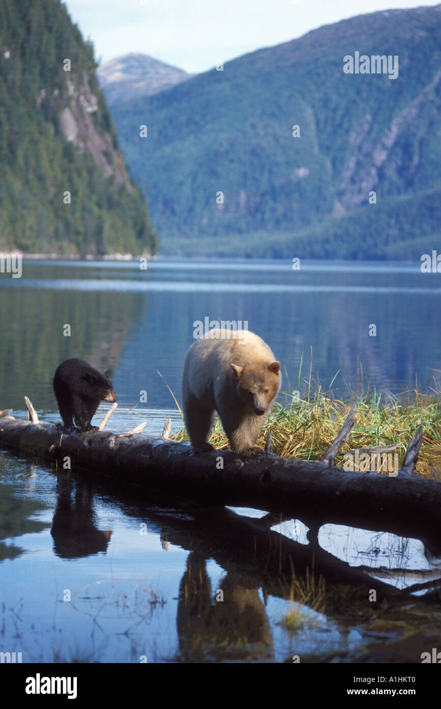 spirit bear kermode black bear Ursus americanus sow with cub walking on ...