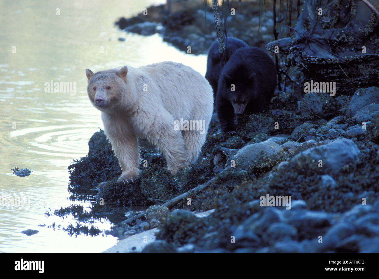spirit bear kermode black bear Ursus americanus sow with cubs looking ...