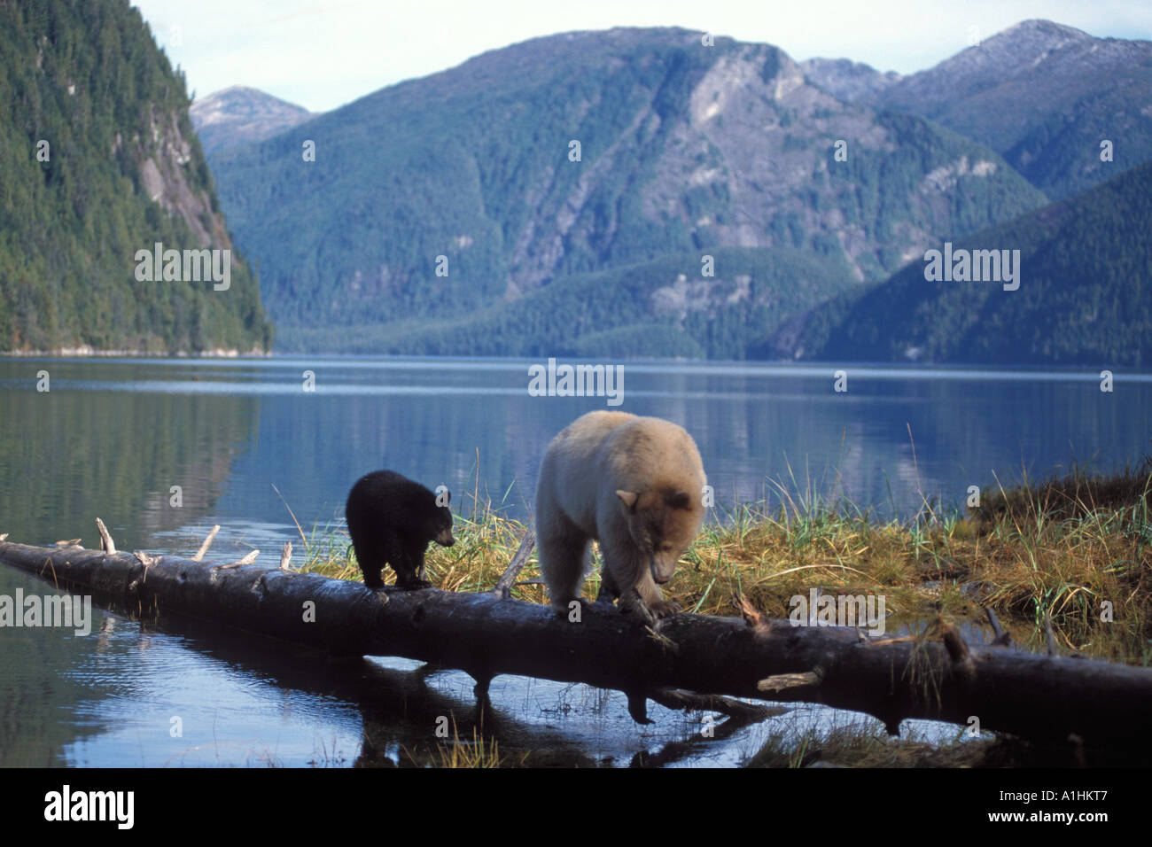 spirit bear kermode black bear Ursus americanus sow with cub walking on ...