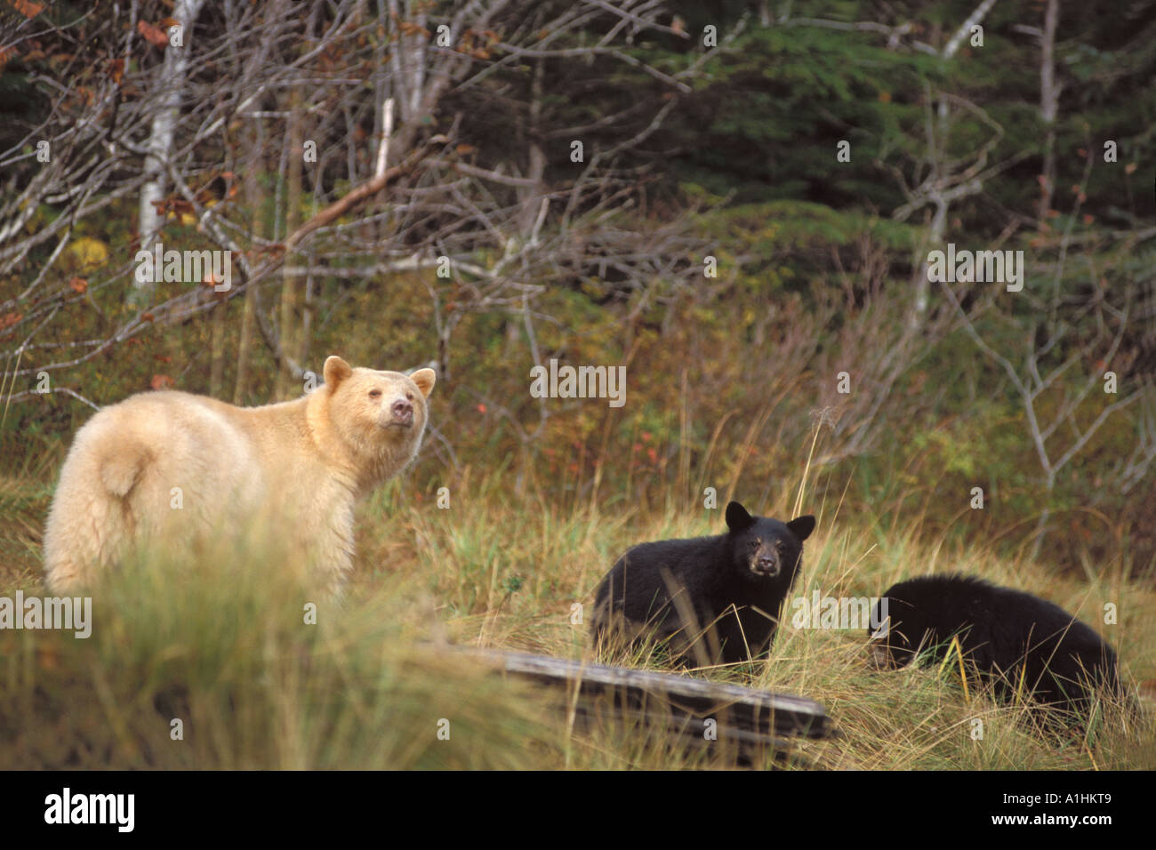 spirit bear kermode black bear Ursus americanus sow with cubs in the ...