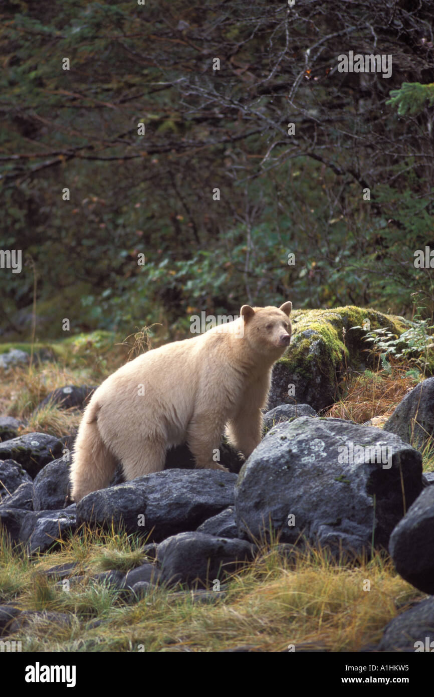 spirit bear kermode black bear Ursus americanus sow in the rainforest ...