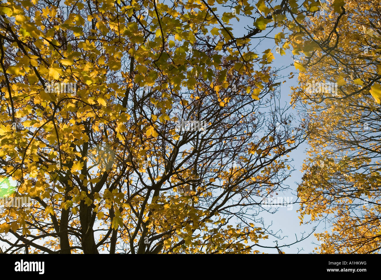Common british trees hi-res stock photography and images - Alamy