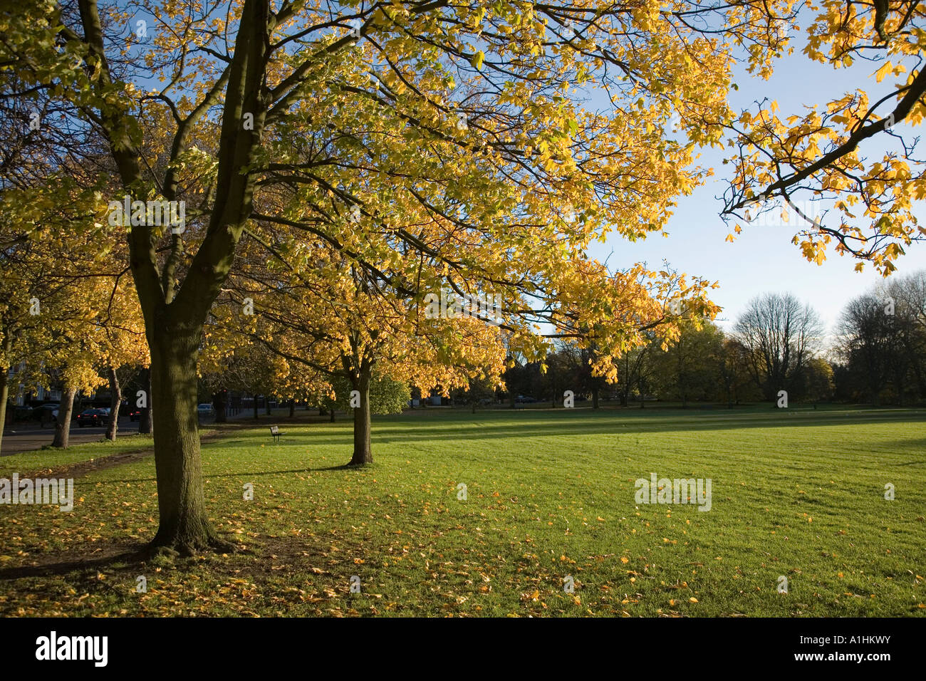 Autumn Trees Wandsworth Common London UK Europe Stock Photo - Alamy