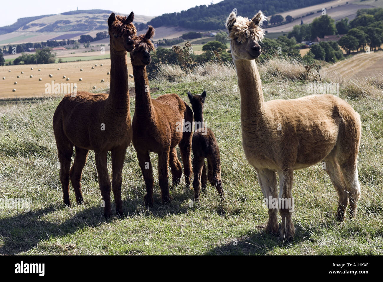 Alpaca herd including young cria Fife Scotland UK Stock Photo - Alamy