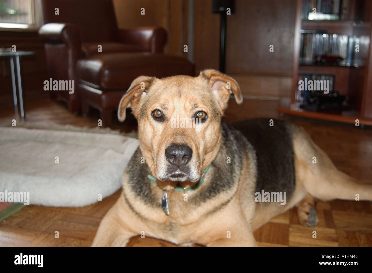 Harley the dog hi-res stock photography and images - Alamy
