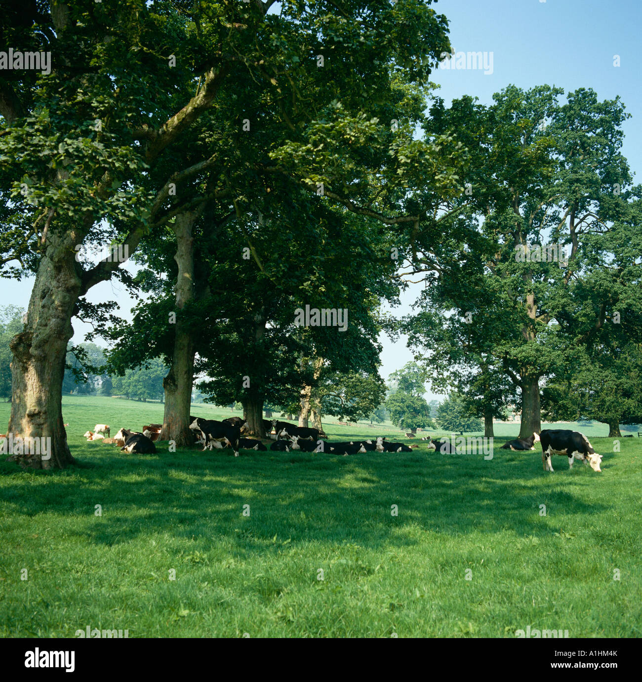 Cattle farming uk landscape hi-res stock photography and images - Alamy