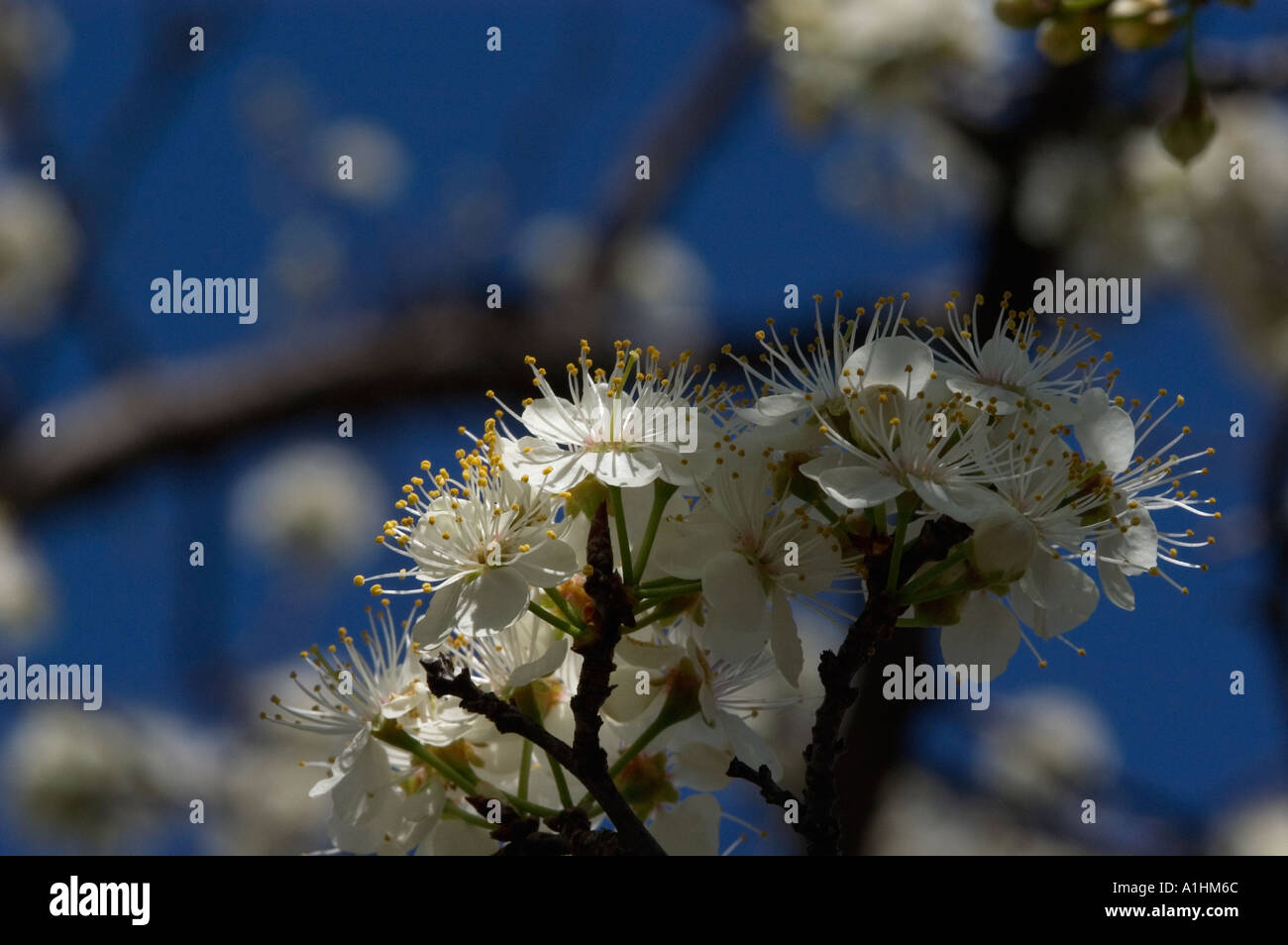 Tree blossums hi-res stock photography and images - Alamy