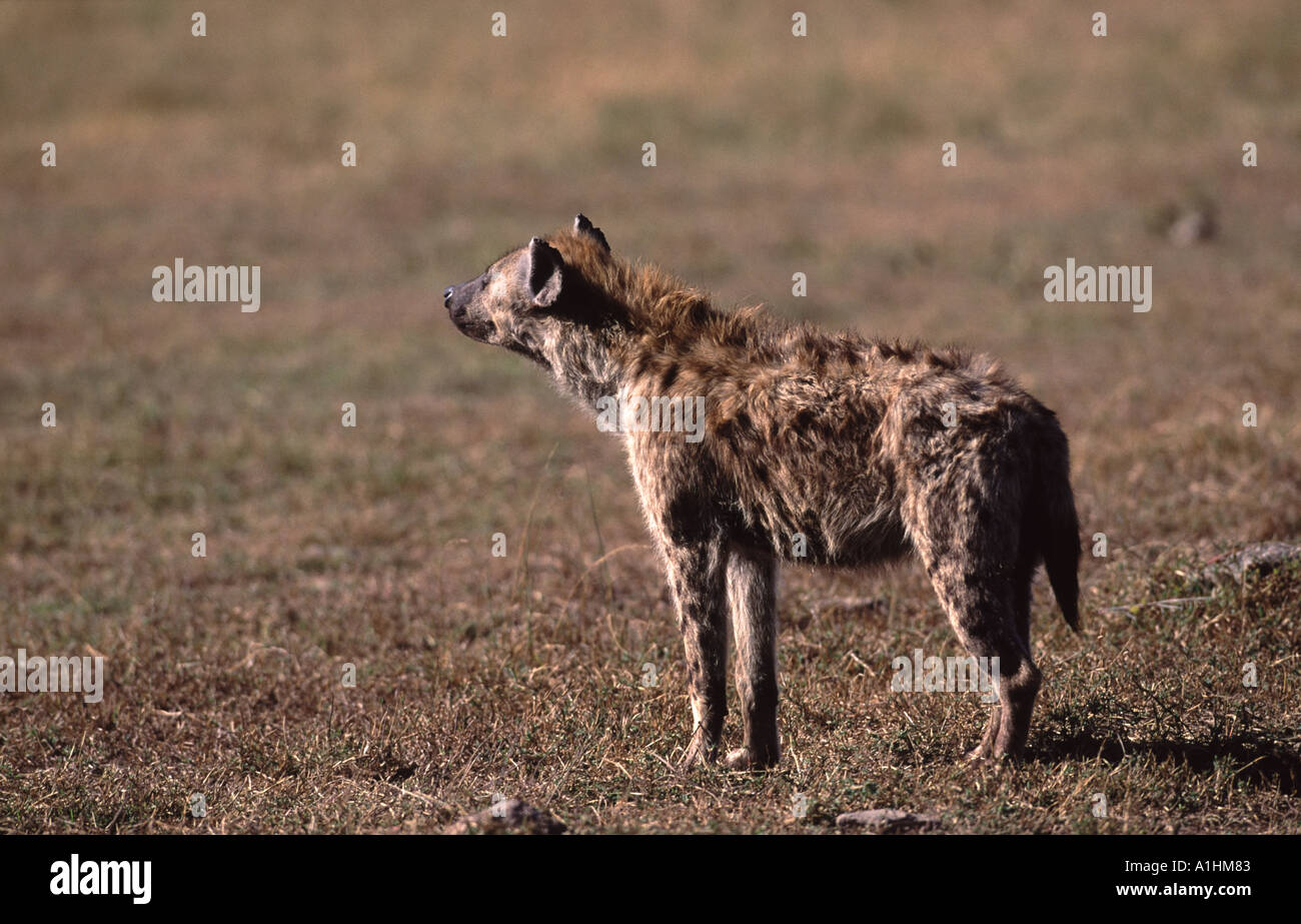 Hyena yawning hi-res stock photography and images - Alamy