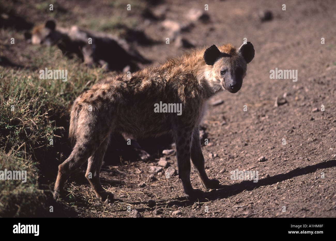 Hyena wildlife yawning hi-res stock photography and images - Alamy