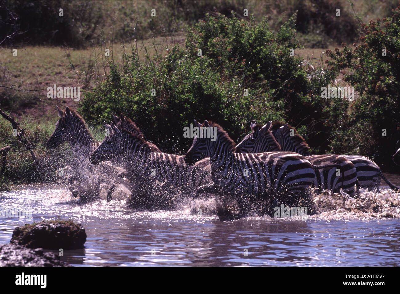 Escaping animals hi-res stock photography and images - Alamy