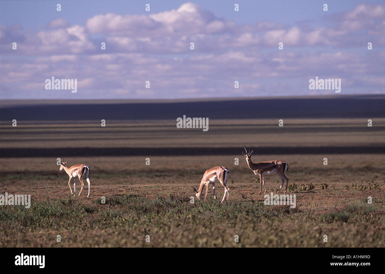 Antelope hooves hi-res stock photography and images - Alamy