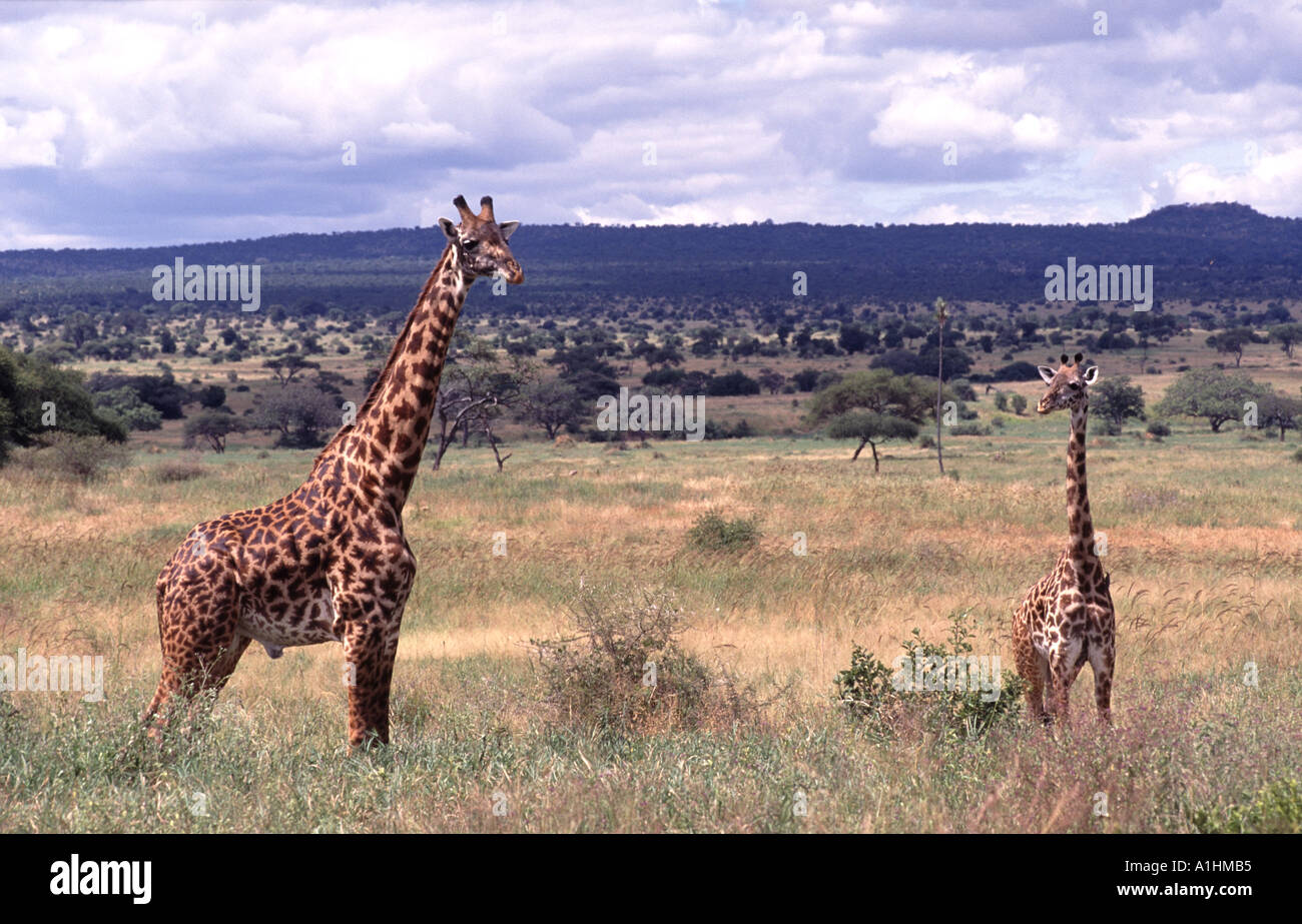 Giraffes long neck hi-res stock photography and images - Alamy