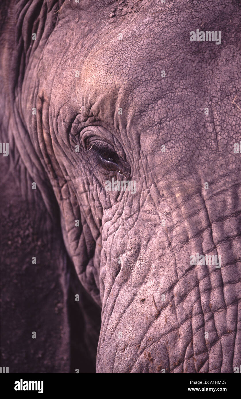 Tooth elephant hi-res stock photography and images - Alamy