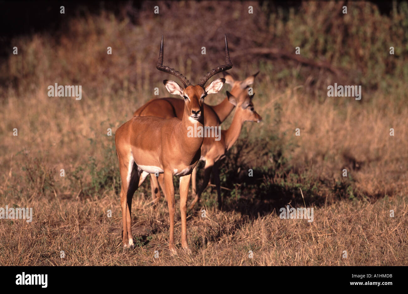 Antelope hooves hi-res stock photography and images - Alamy