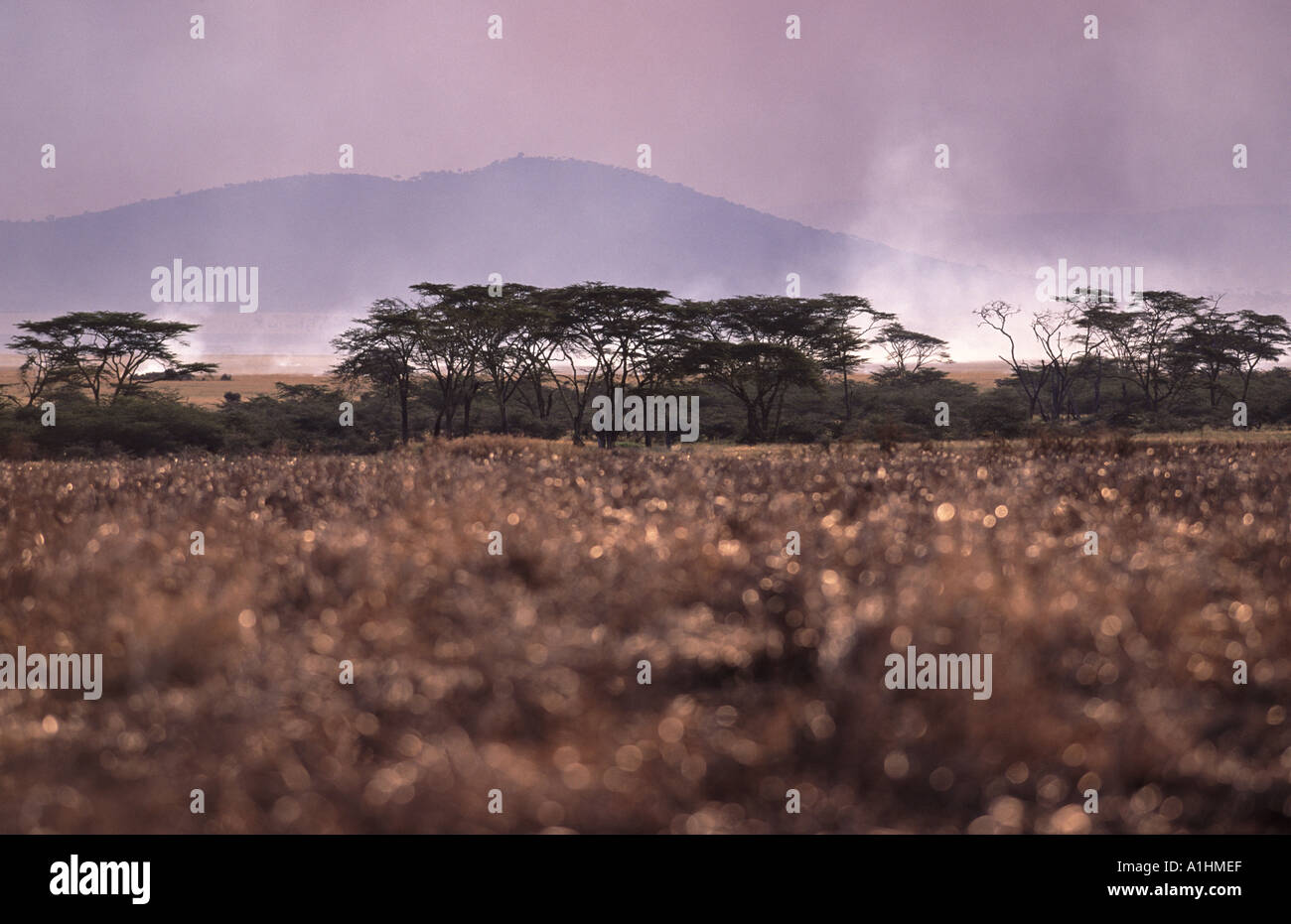 African forest fire Stock Photo - Alamy