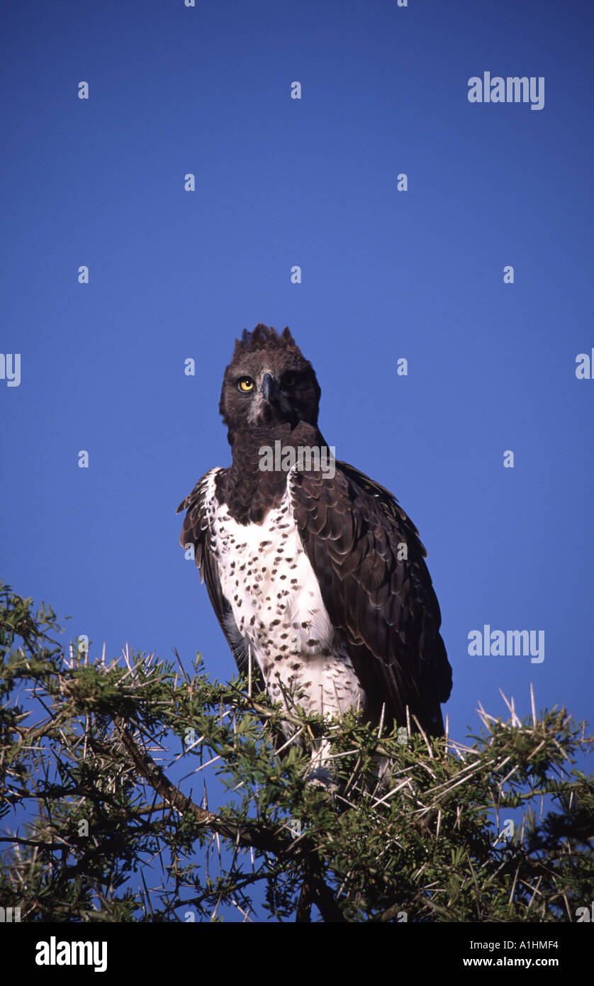 Blue beaked eagle hi-res stock photography and images - Alamy