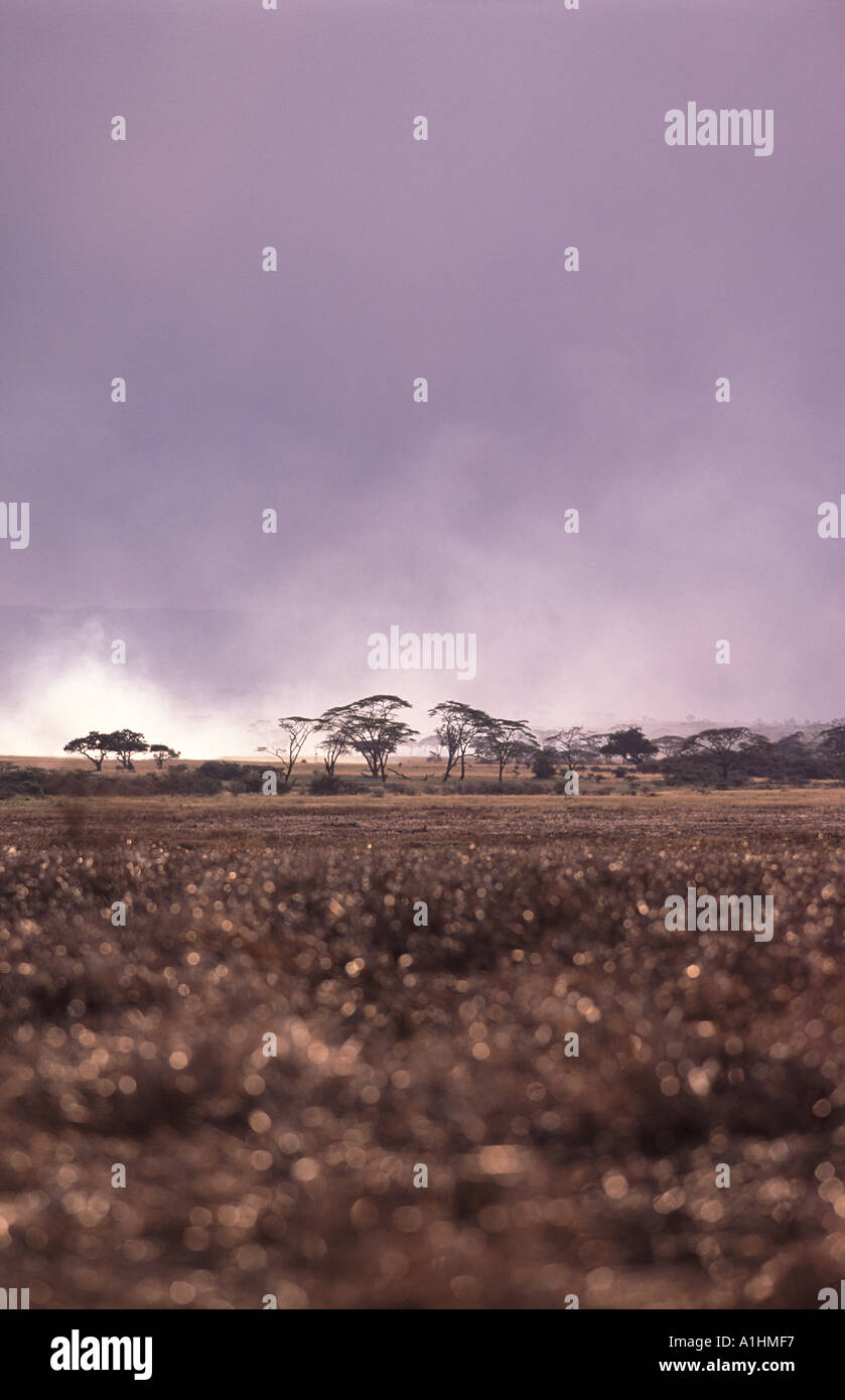 African forest fire Stock Photo - Alamy