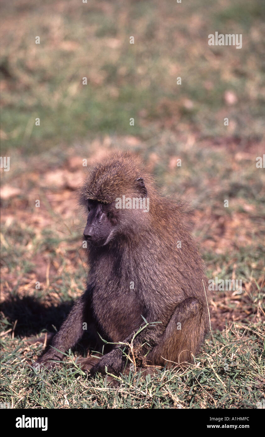 african monkeys baboons baboon Stock Photo - Alamy