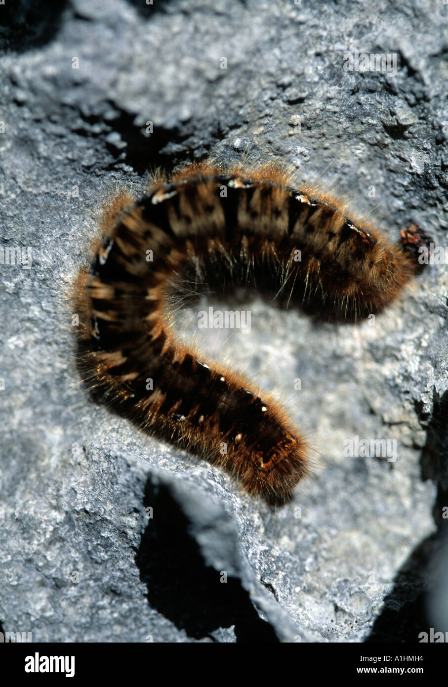 large hairy invertebrate crawling along a rock in irelands countryside ...