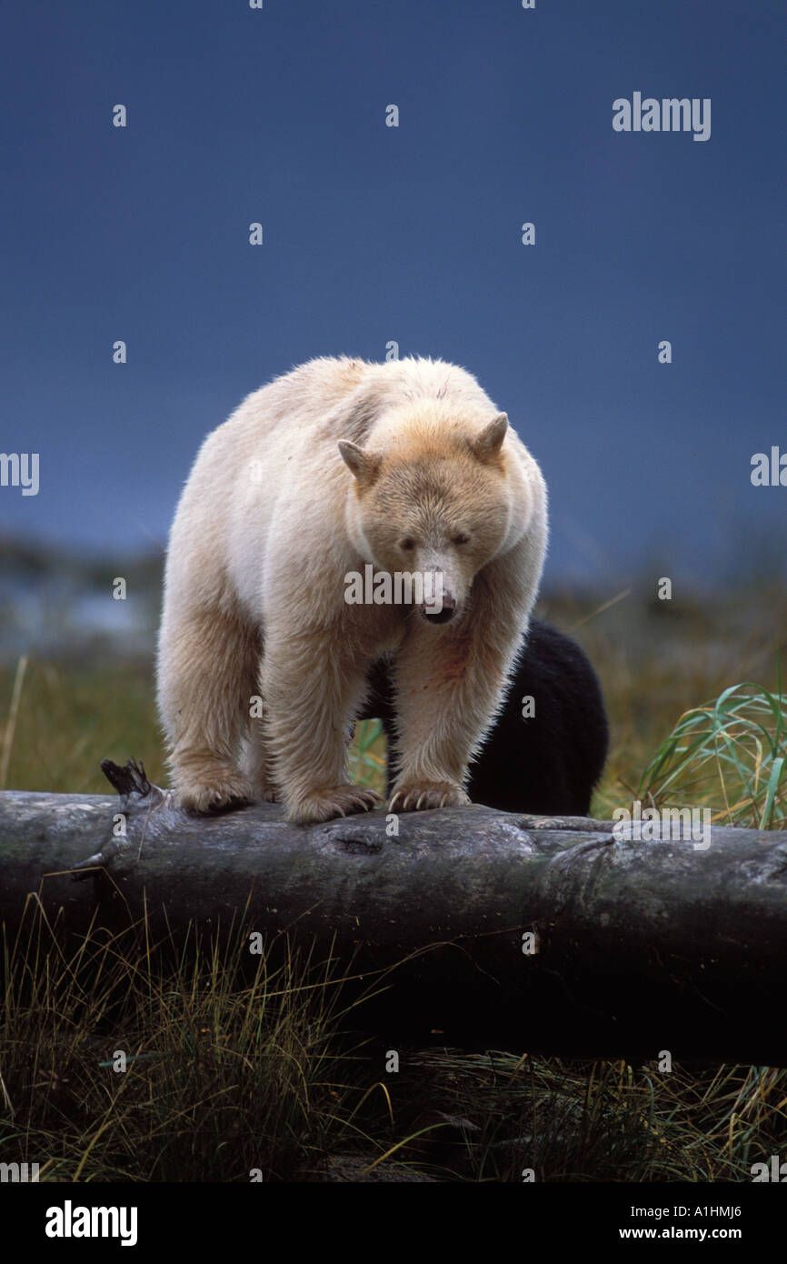spirit bear kermode black bear Ursus americanus sow with cub walking on ...