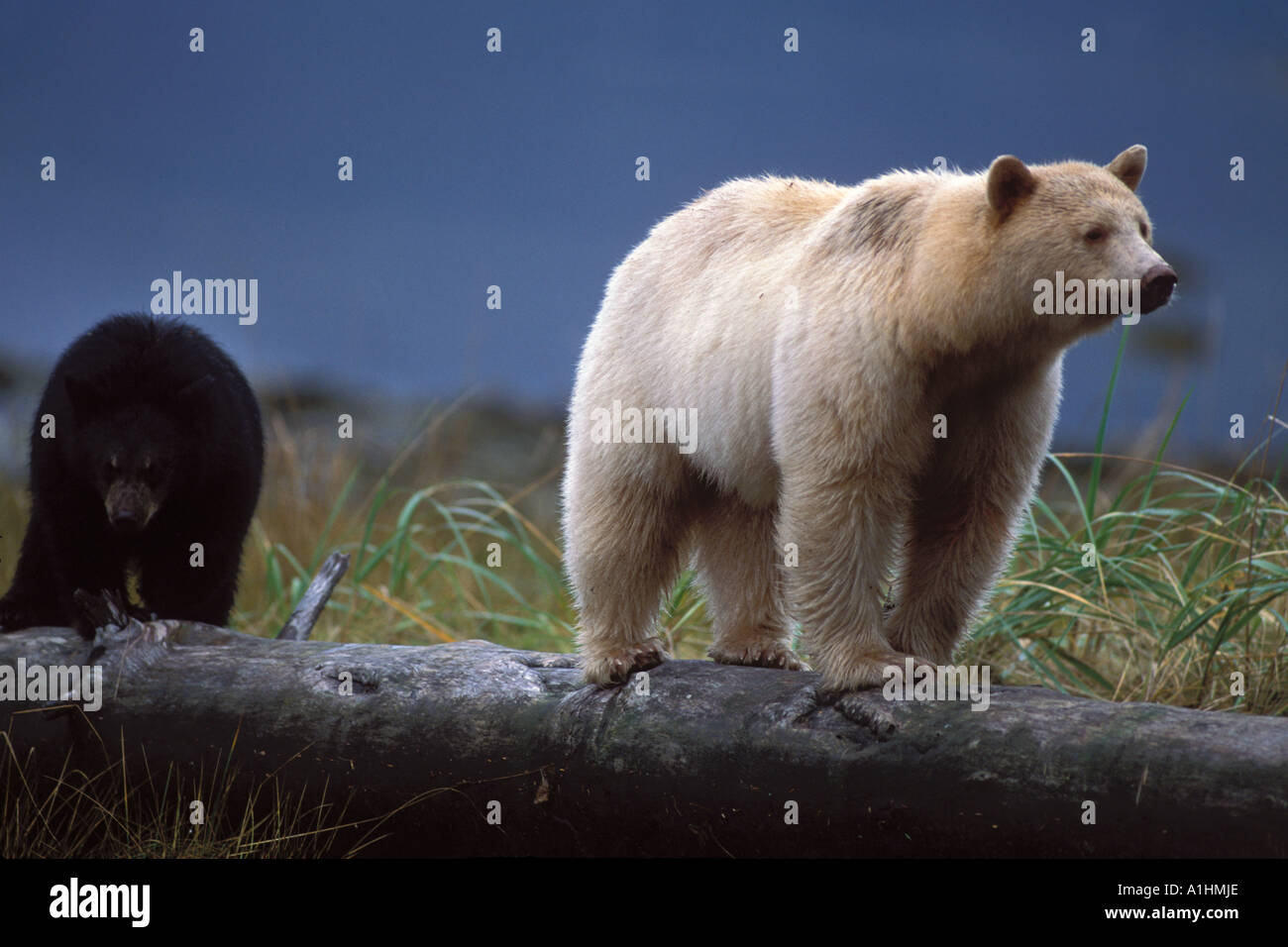 spirit bear kermode black bear Ursus americanus sow with cub walking on ...