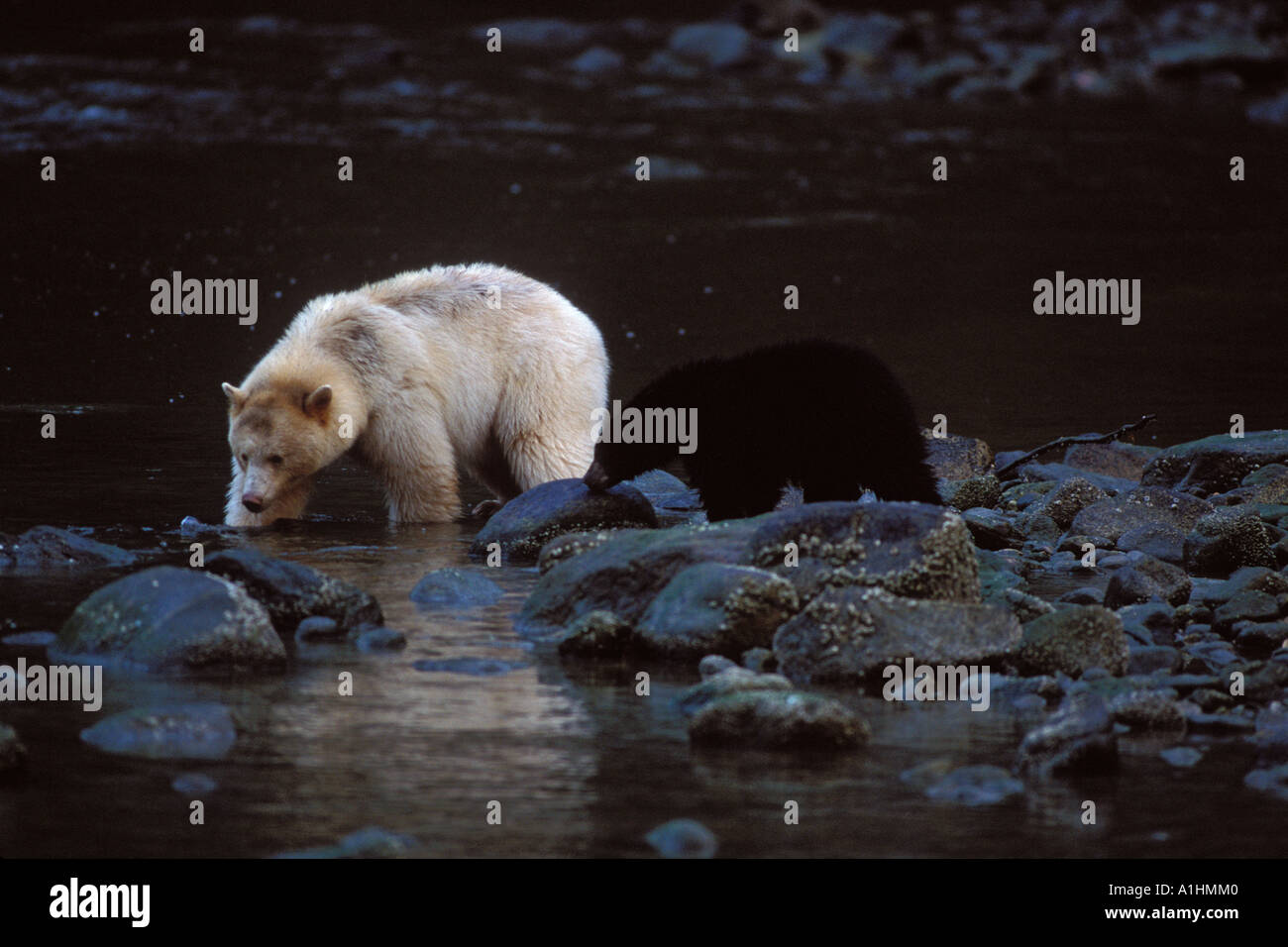 spirit bear kermode black bear Ursus americanus sow with cub looking ...
